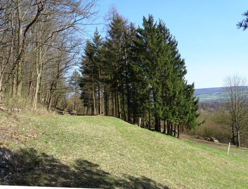 Naturkundliche Wanderung zum Bielenberg bei Höxter – Naturkundlicher ...